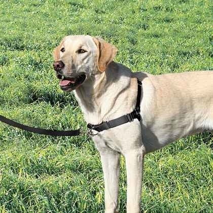 Gentle Leader Harness – Front Leash Attachment for No-Pull Control – K9PAWS
